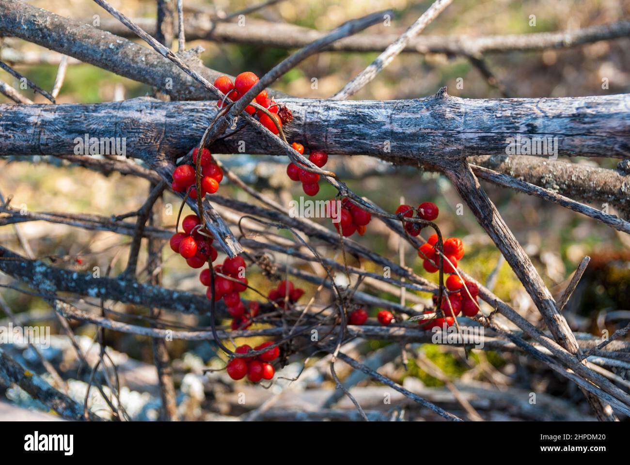 Wild red berries in winter of Ribes alpinum plant tangled on dry sticks ...