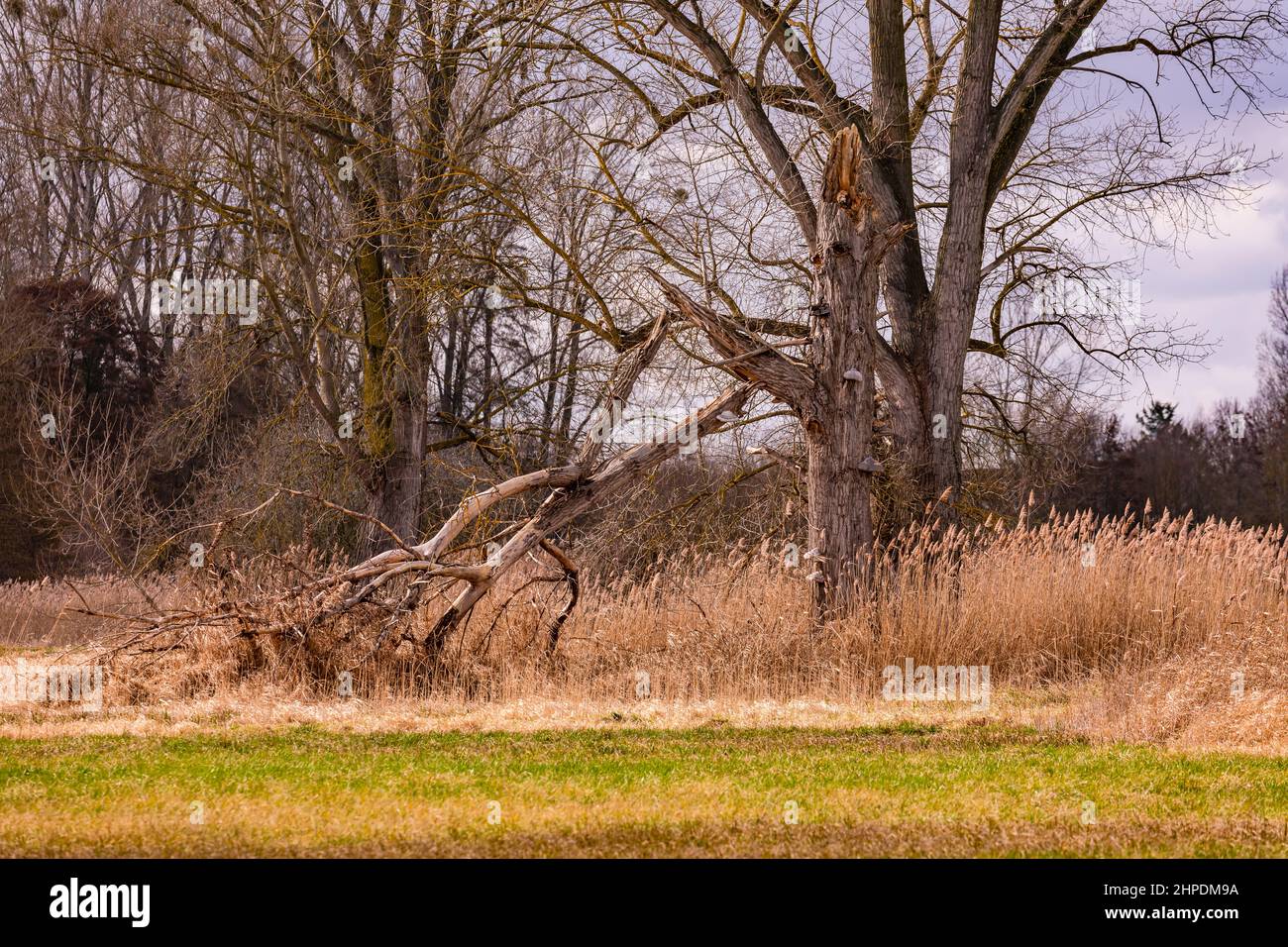 Strong winds and storms are often the cause of broken branches and ...