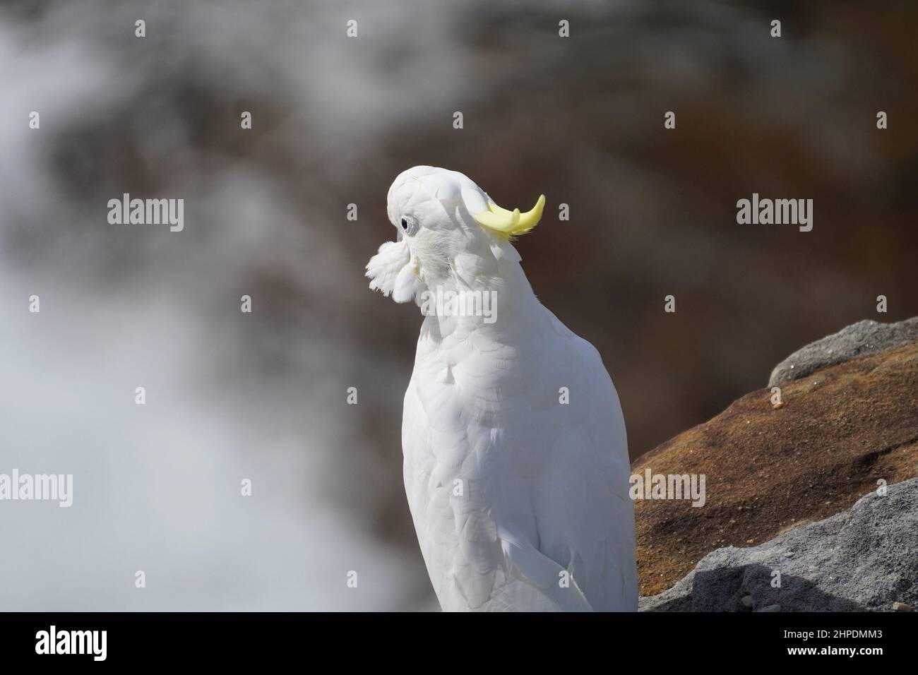 High Angle Back View of a Cockatoo with its Facial Feathers ruffled by ...
