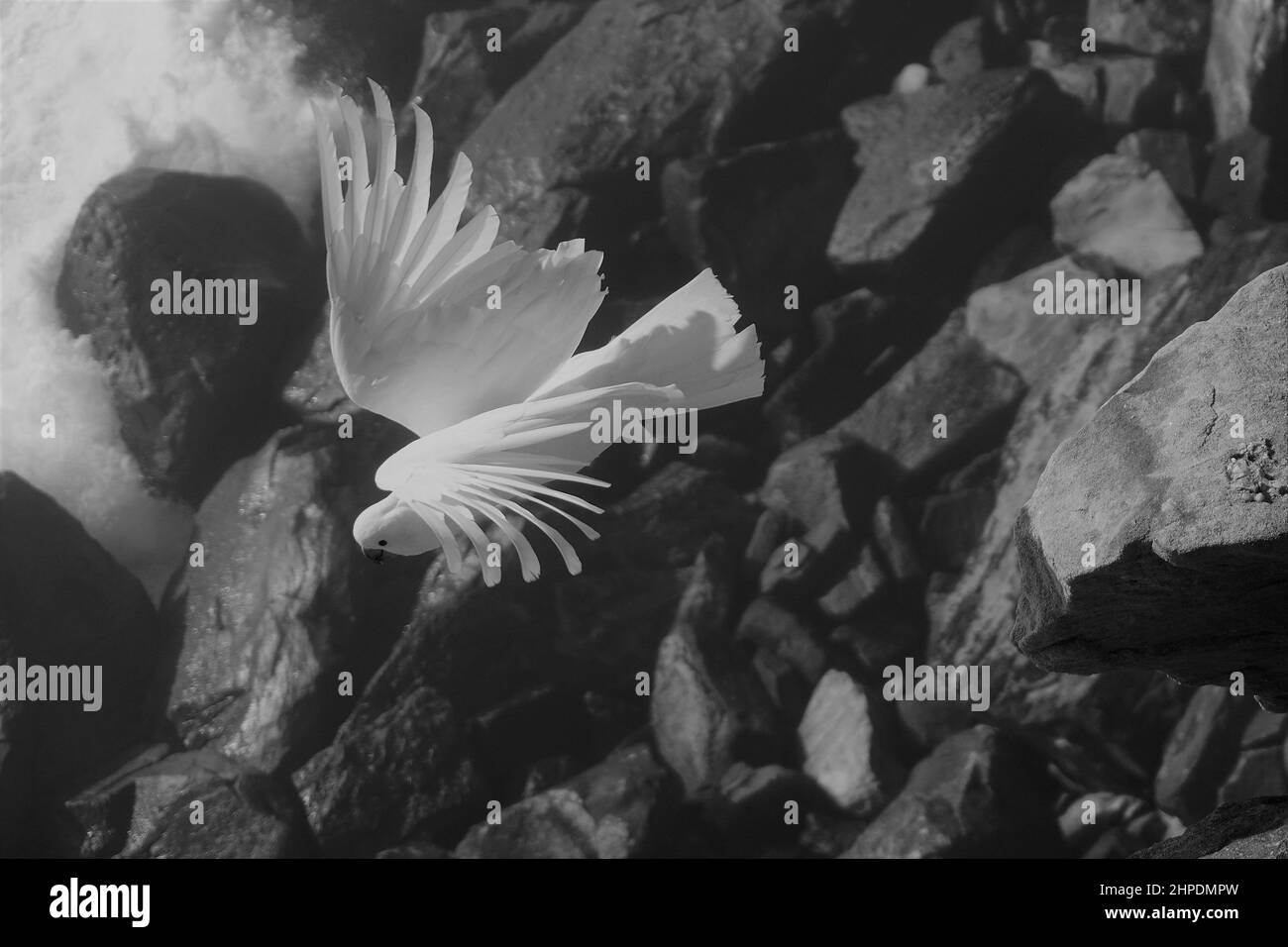 Cliff bird flying over Black and White Stock Photos & Images - Alamy