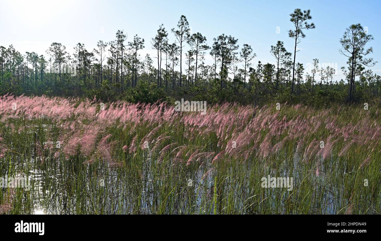 Flowering grasses in pinelands of Everglades National Park, Florida ...