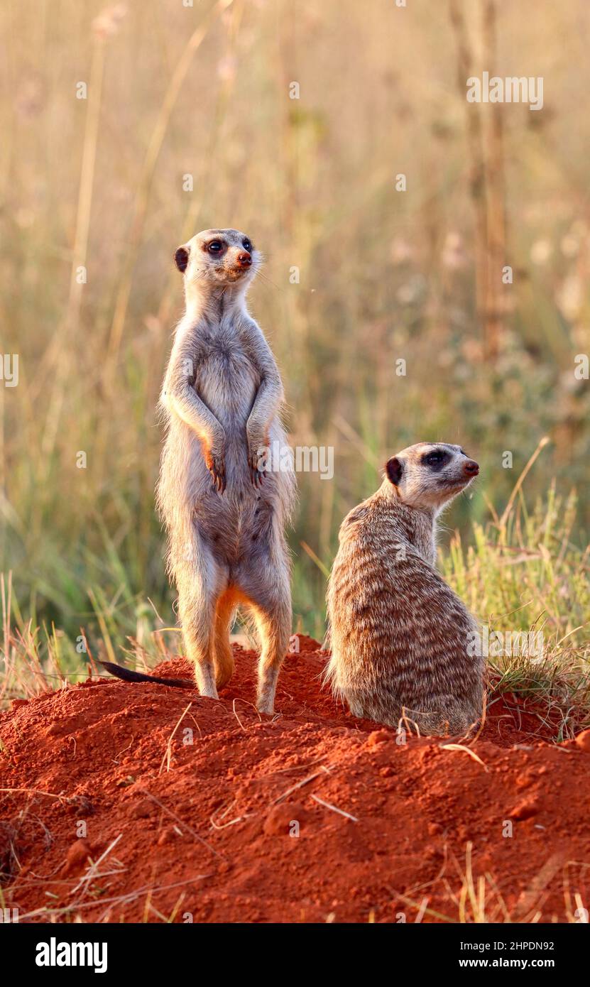 Meerkat, South Africa Stock Photo - Alamy