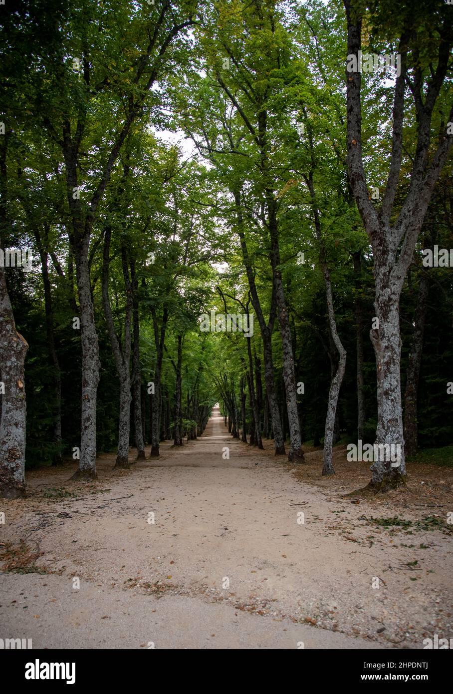 tree path in the park in autumn Stock Photo - Alamy