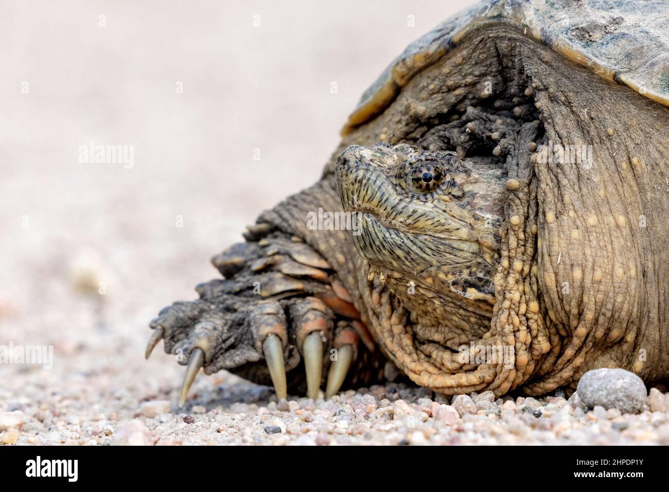 Snapping Turtle crossing a gravel road in central Nebraska Stock Photo ...