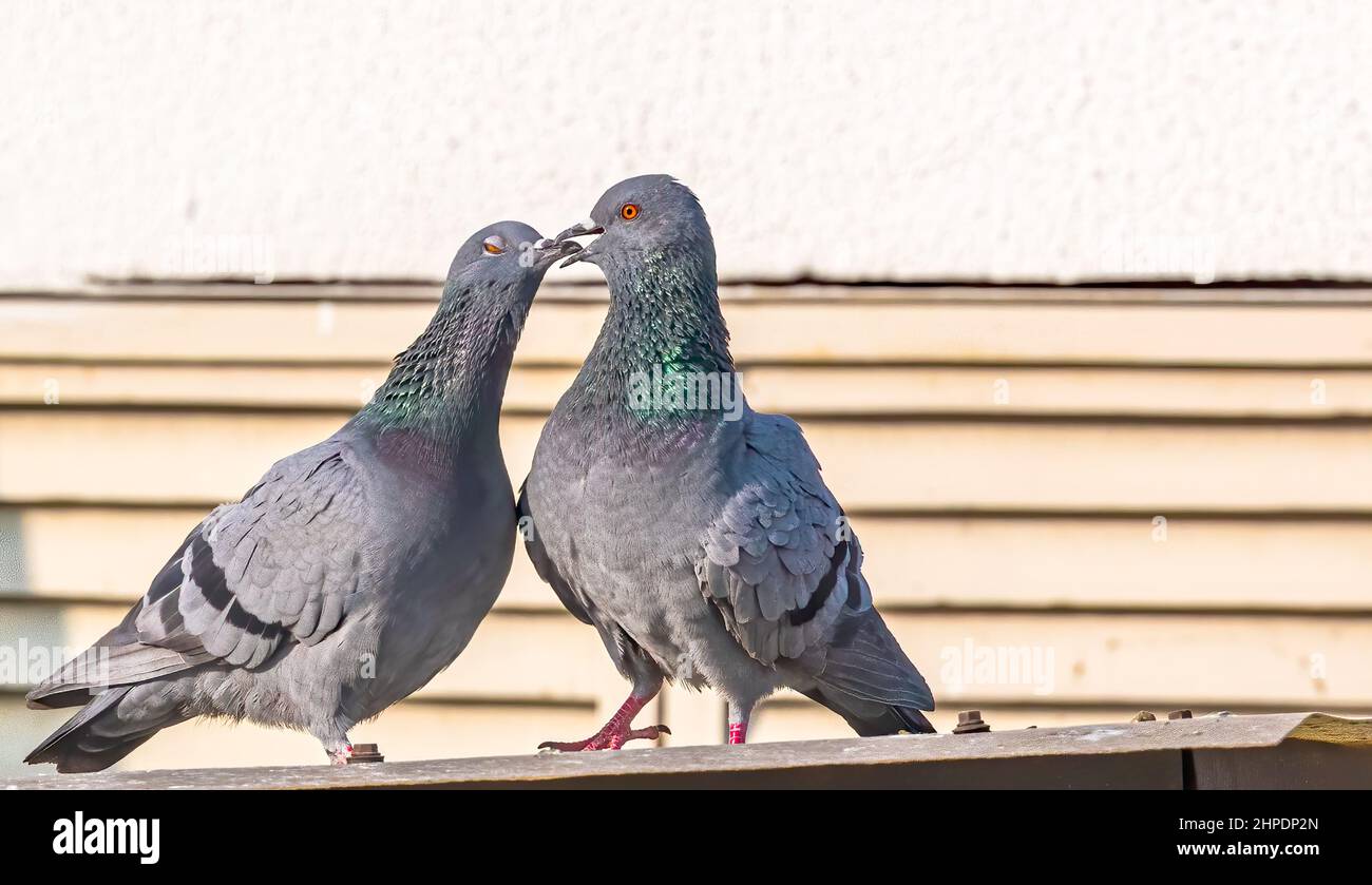 Mating season pigeons in wild hi-res stock photography and images - Alamy