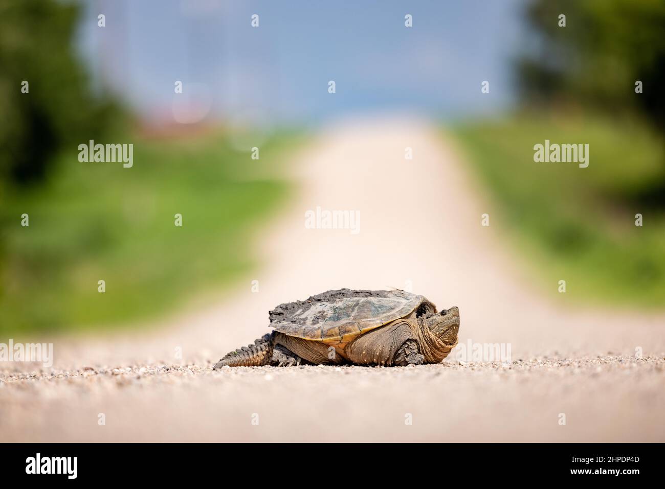 Ssnapping Turtle crossing a gravel road in central Nebraska Stock Photo ...