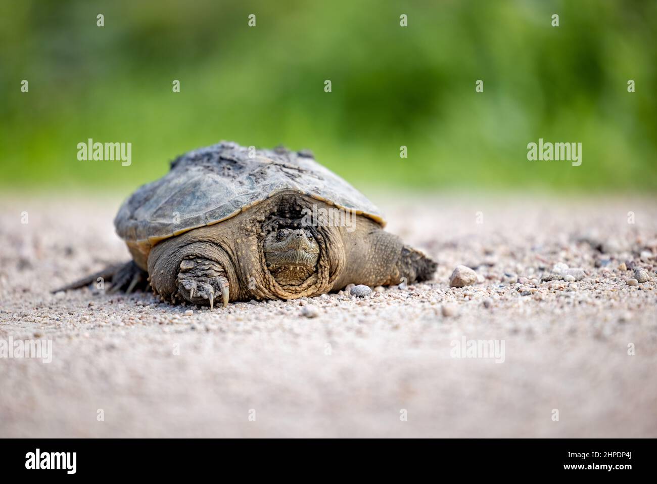 Snapping Turtle crossing a gravel road in central Nebraska Stock Photo ...