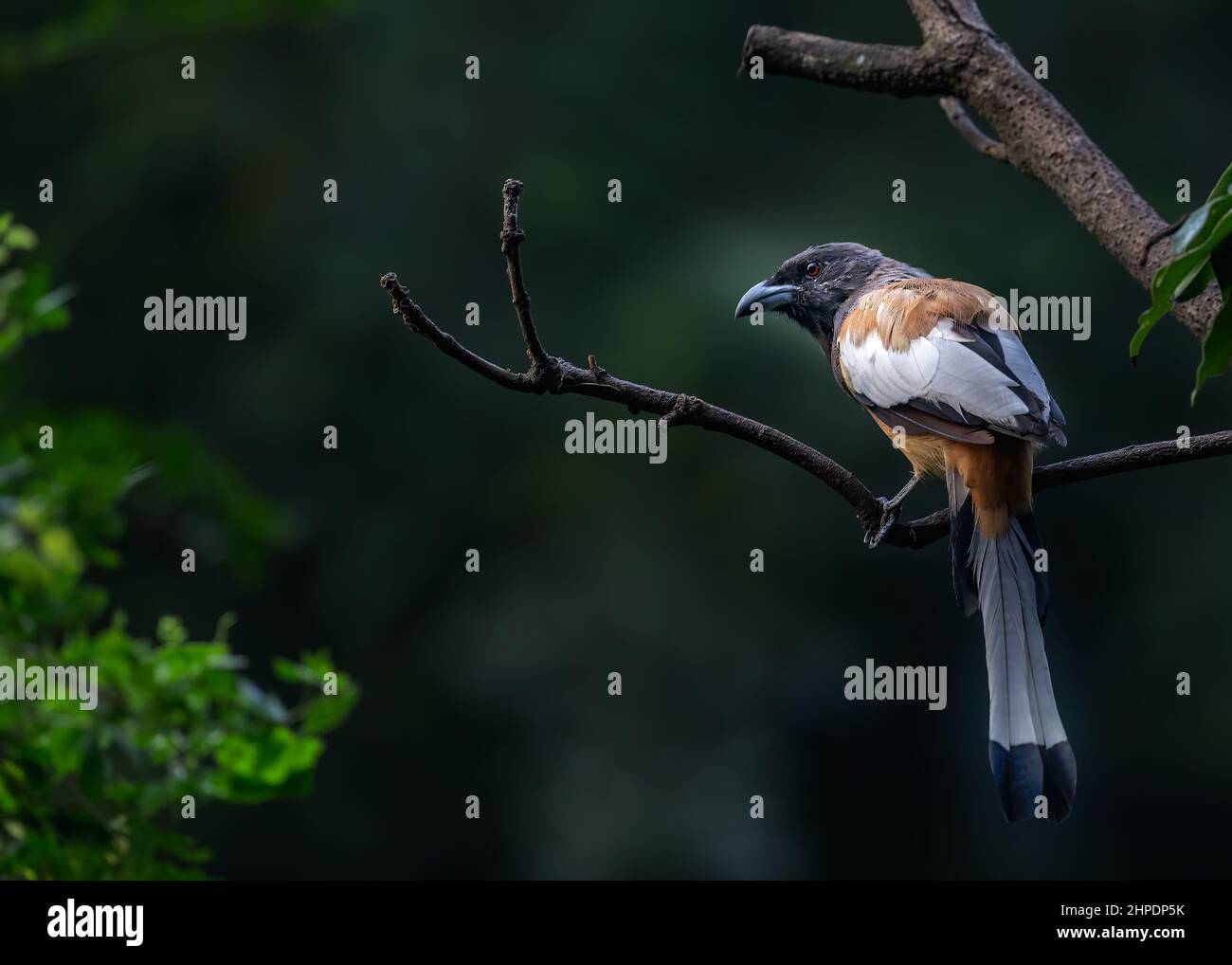 Treepie Rufous looking in a forest during the day Stock Photo - Alamy