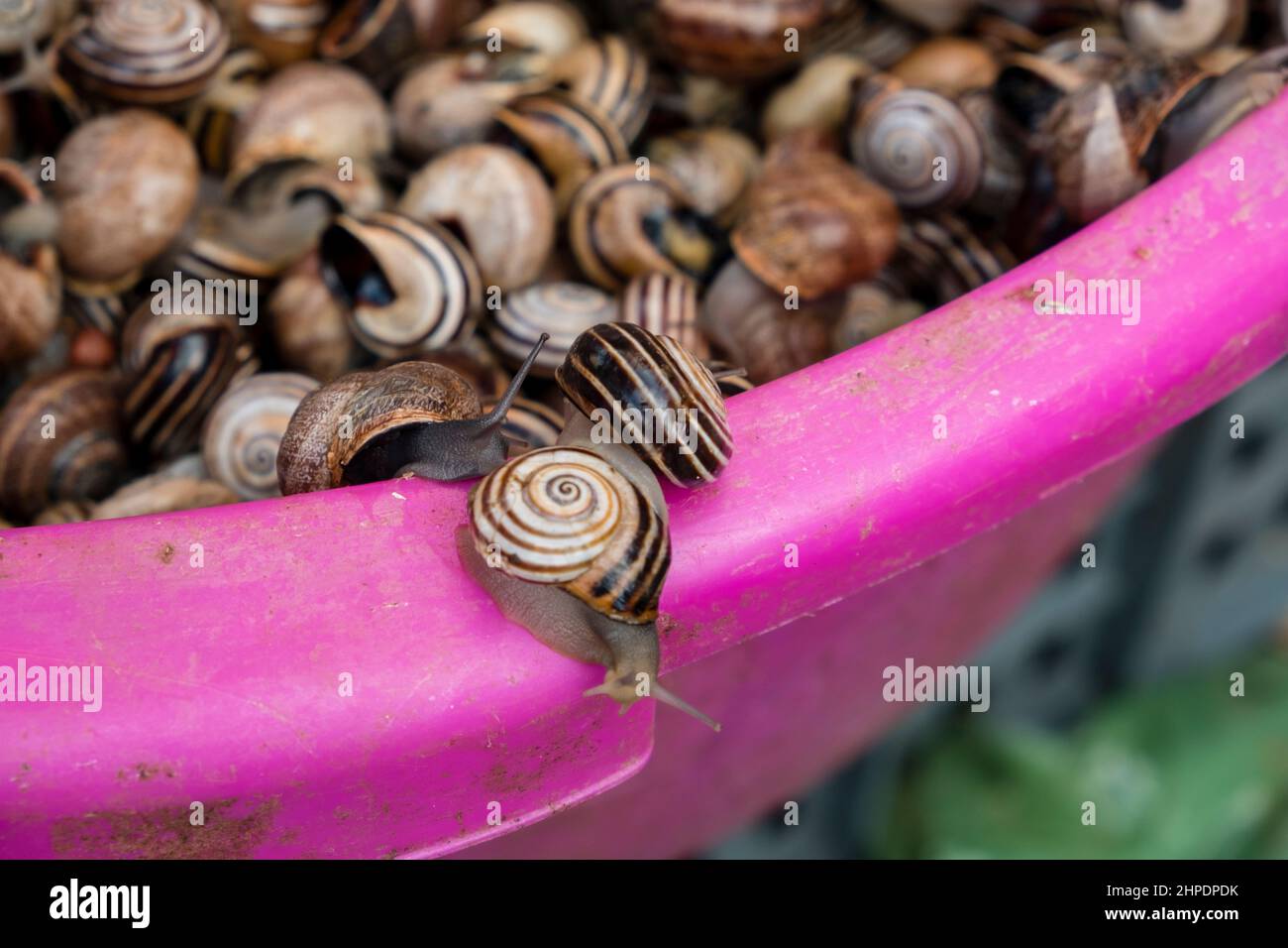 Fresh snails, a popular street food, for sale in the Marrakech Medina ...