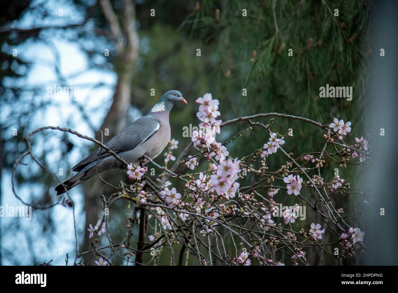 dove in the branches of a tree Stock Photo - Alamy