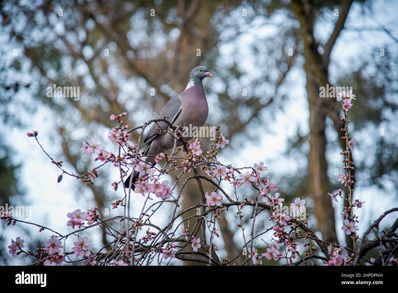dove in the branches of a tree Stock Photo - Alamy