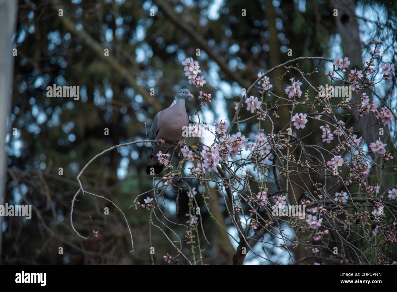 dove in the branches of a tree Stock Photo - Alamy