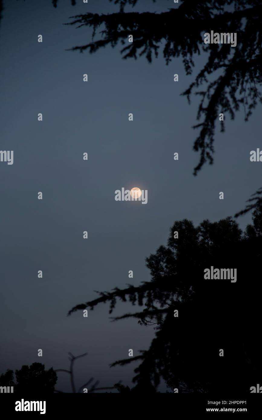 Full moon dusk pine hi-res stock photography and images - Alamy