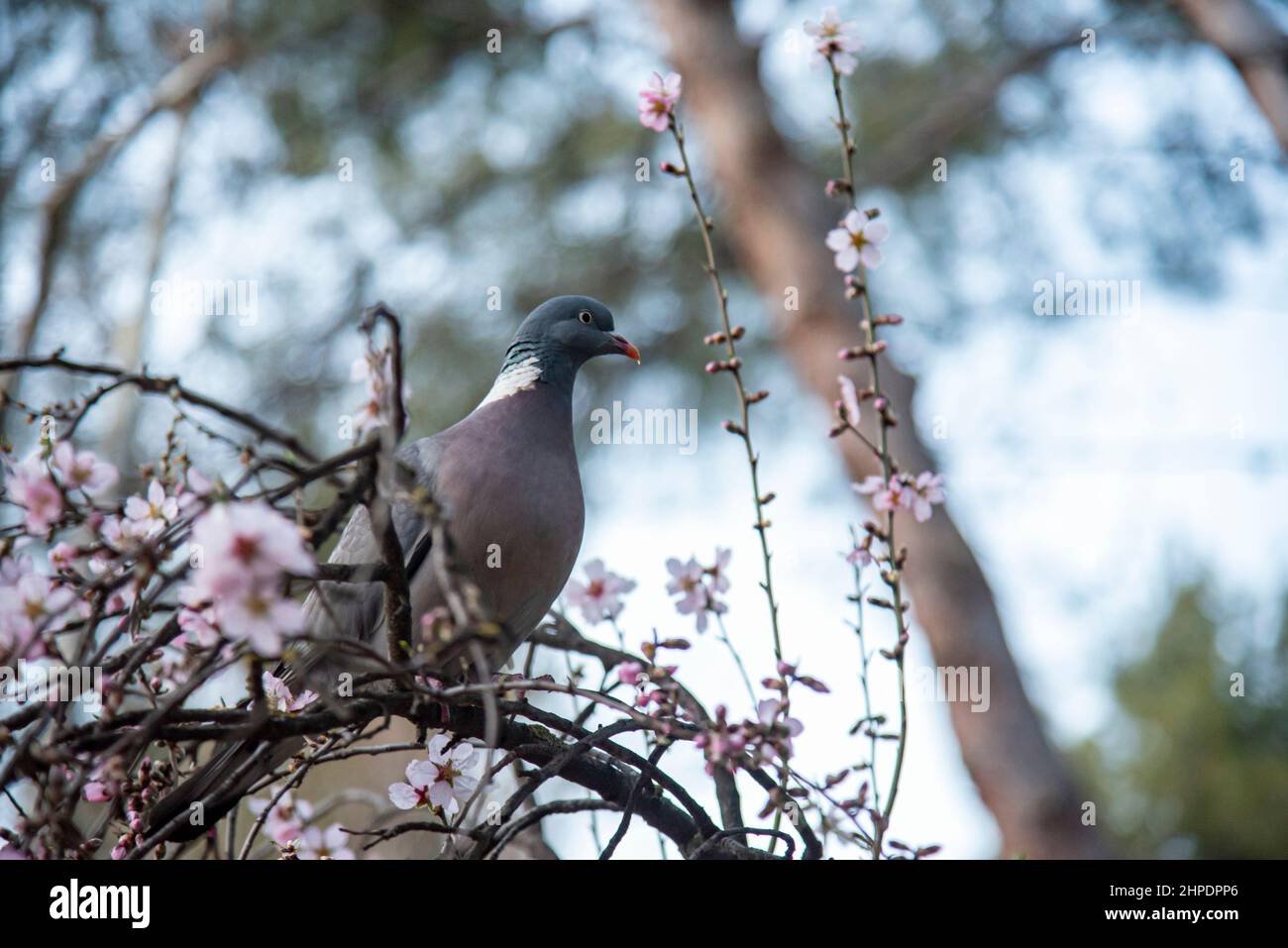 dove in the branches of a tree Stock Photo - Alamy
