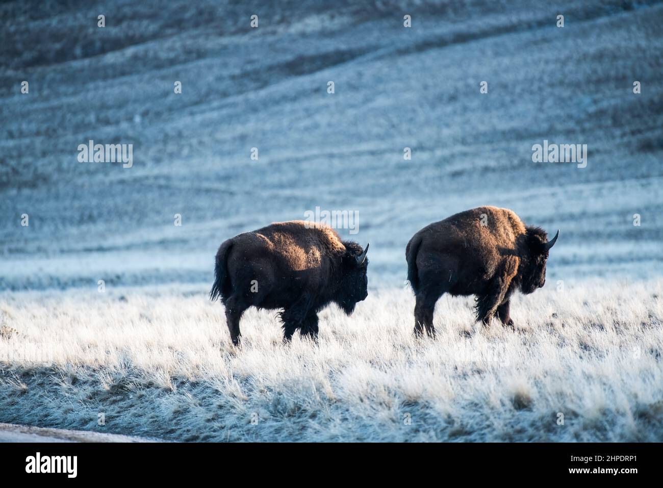 Two young bison grazing in the evening sun on antelope Island State ...