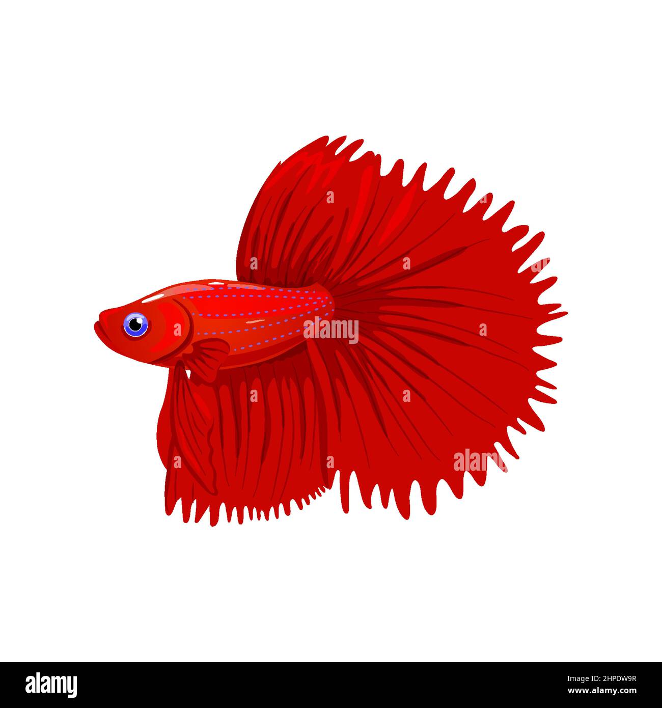 Betta Fish Drawing