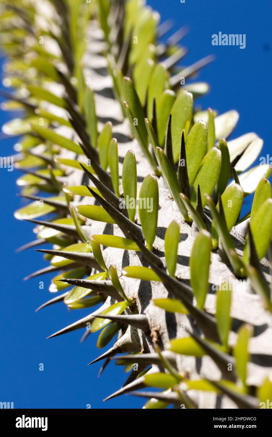 Closeup shot of an octopus tree spikes Stock Photo - Alamy