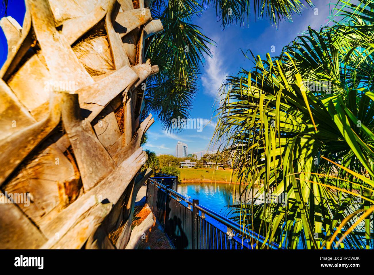 Cascades Park in Tallahassee Florida with palm trees and blue sky Stock ...