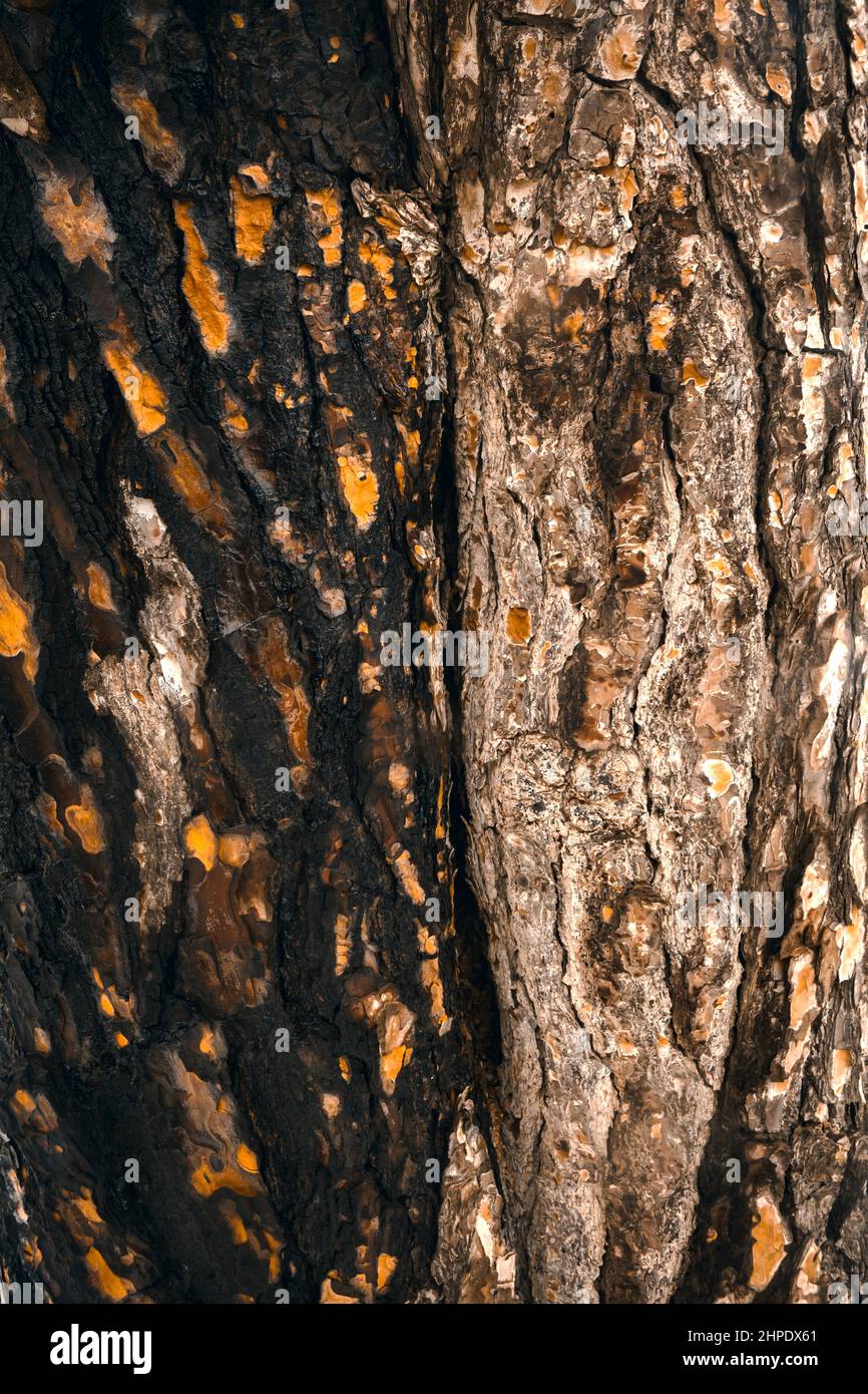 Bark colors hi-res stock photography and images - Alamy