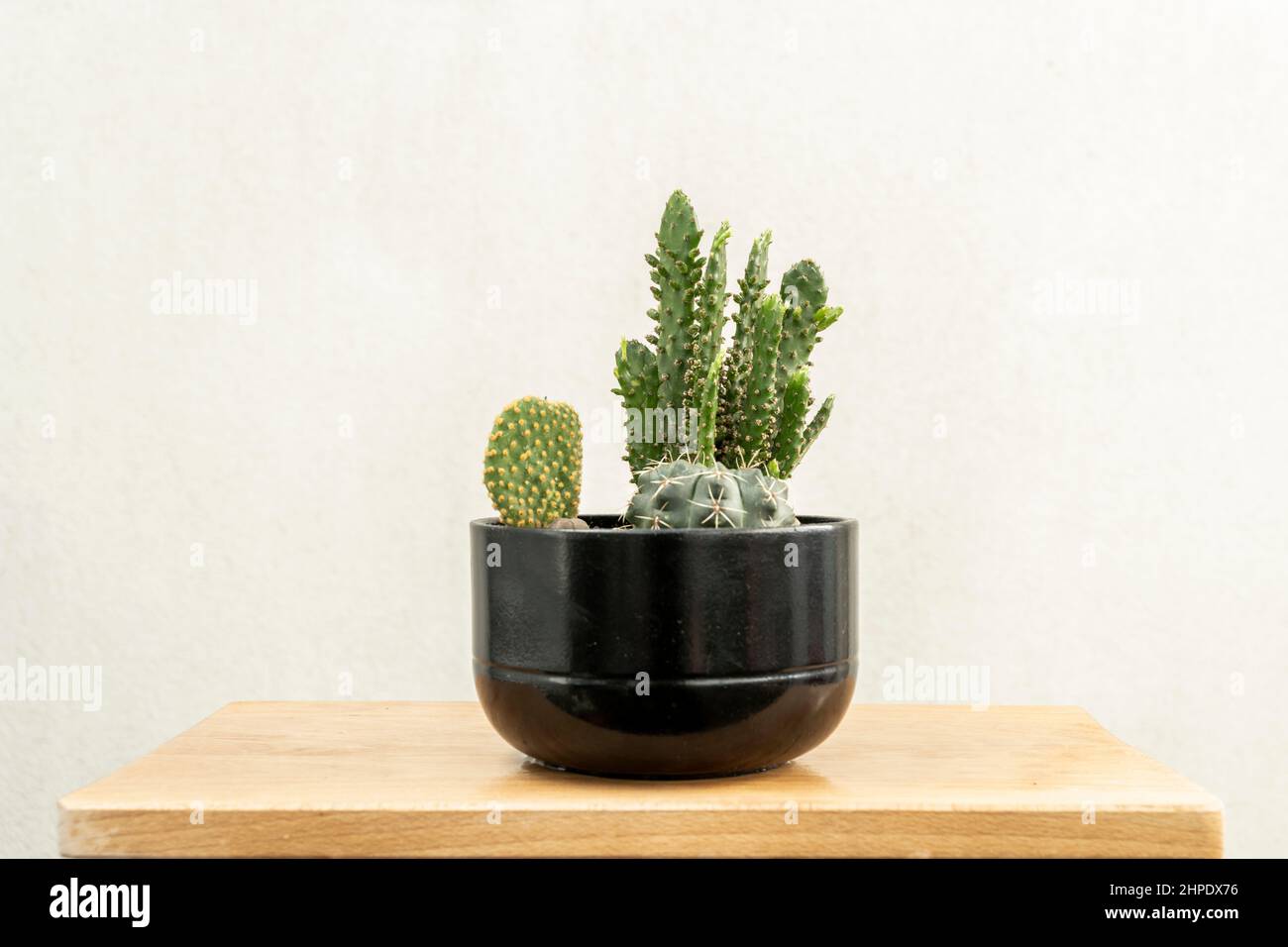 Pot with various types of cacti, barrel, rabbit ears and a cereus Stock ...