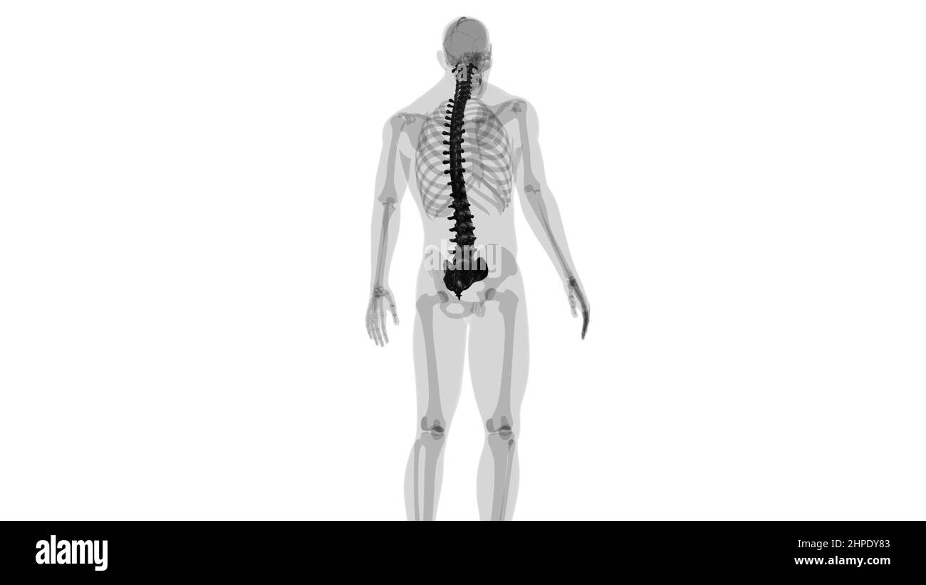 Human Skeleton Vertebral Column Vertebrae Anatomy 3D Illustration Stock ...