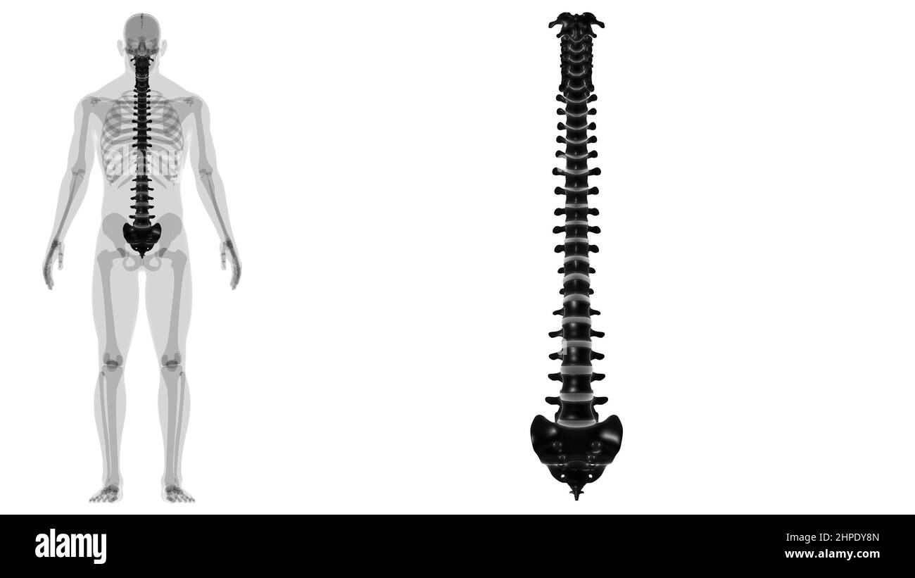 Human Skeleton Vertebral Column Vertebrae Anatomy 3D Illustration Stock ...