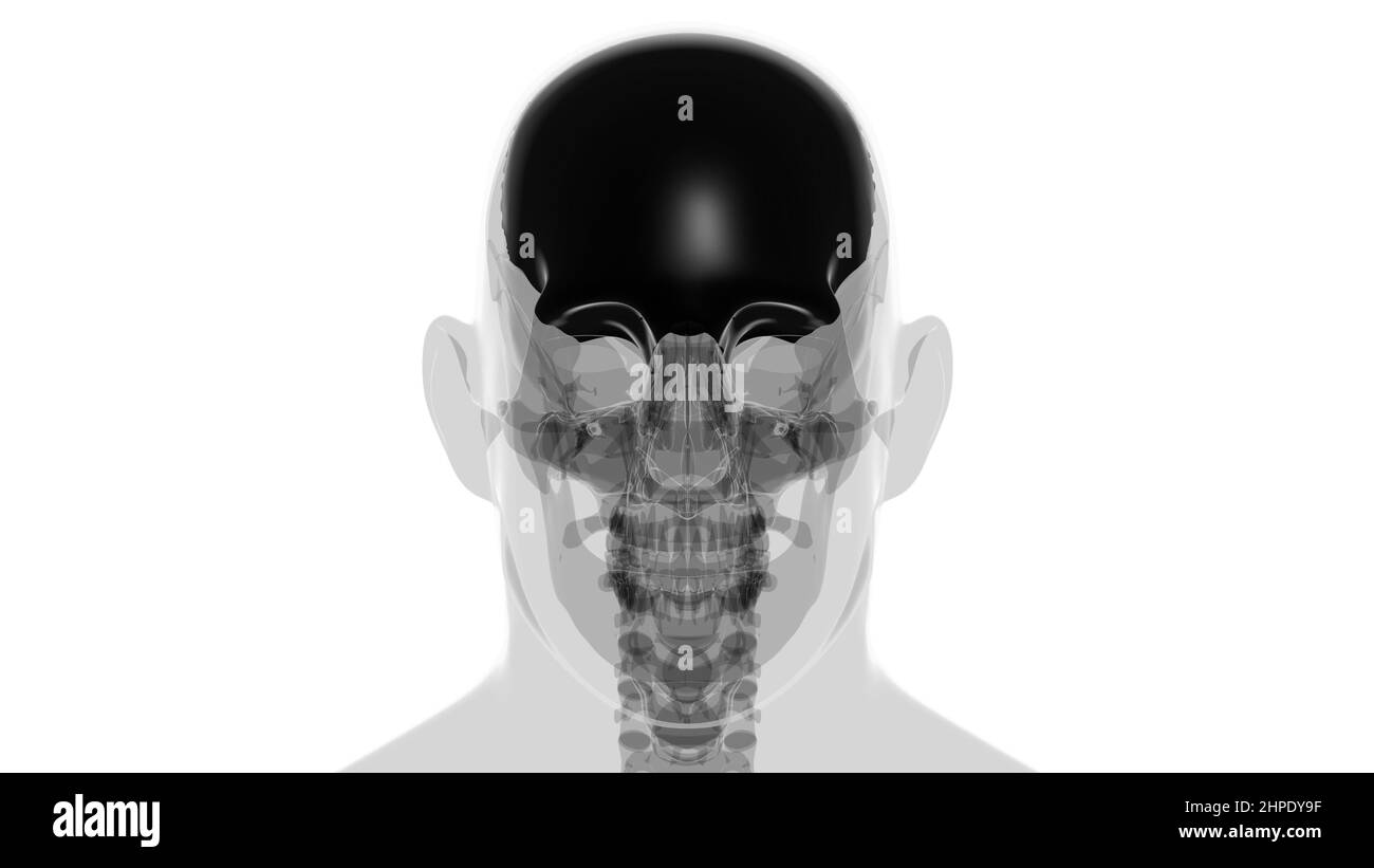 Human Skeleton Skull Frontal Bone Anatomy For Medical Concept 3D ...