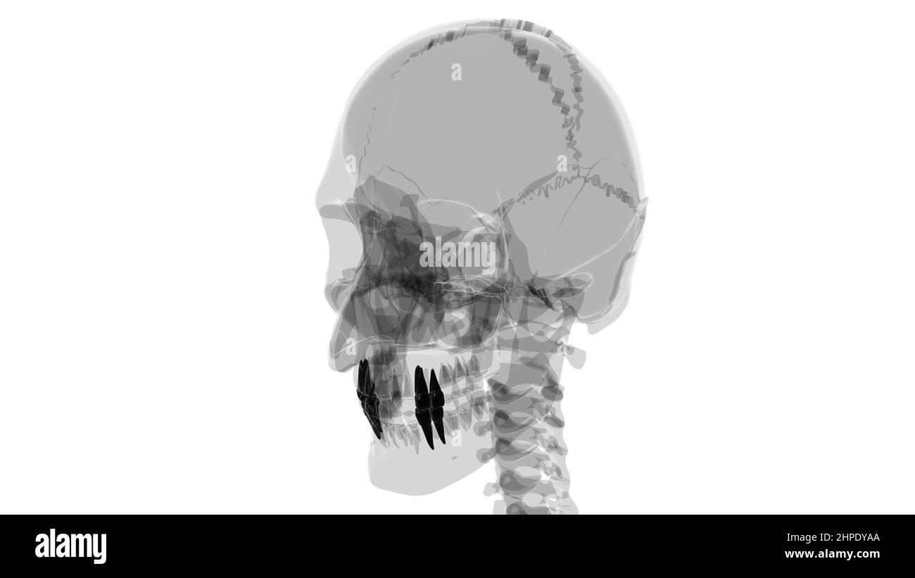 Human Teeth Premolars Anatomy 3D Illustration For Medical Concept Stock ...