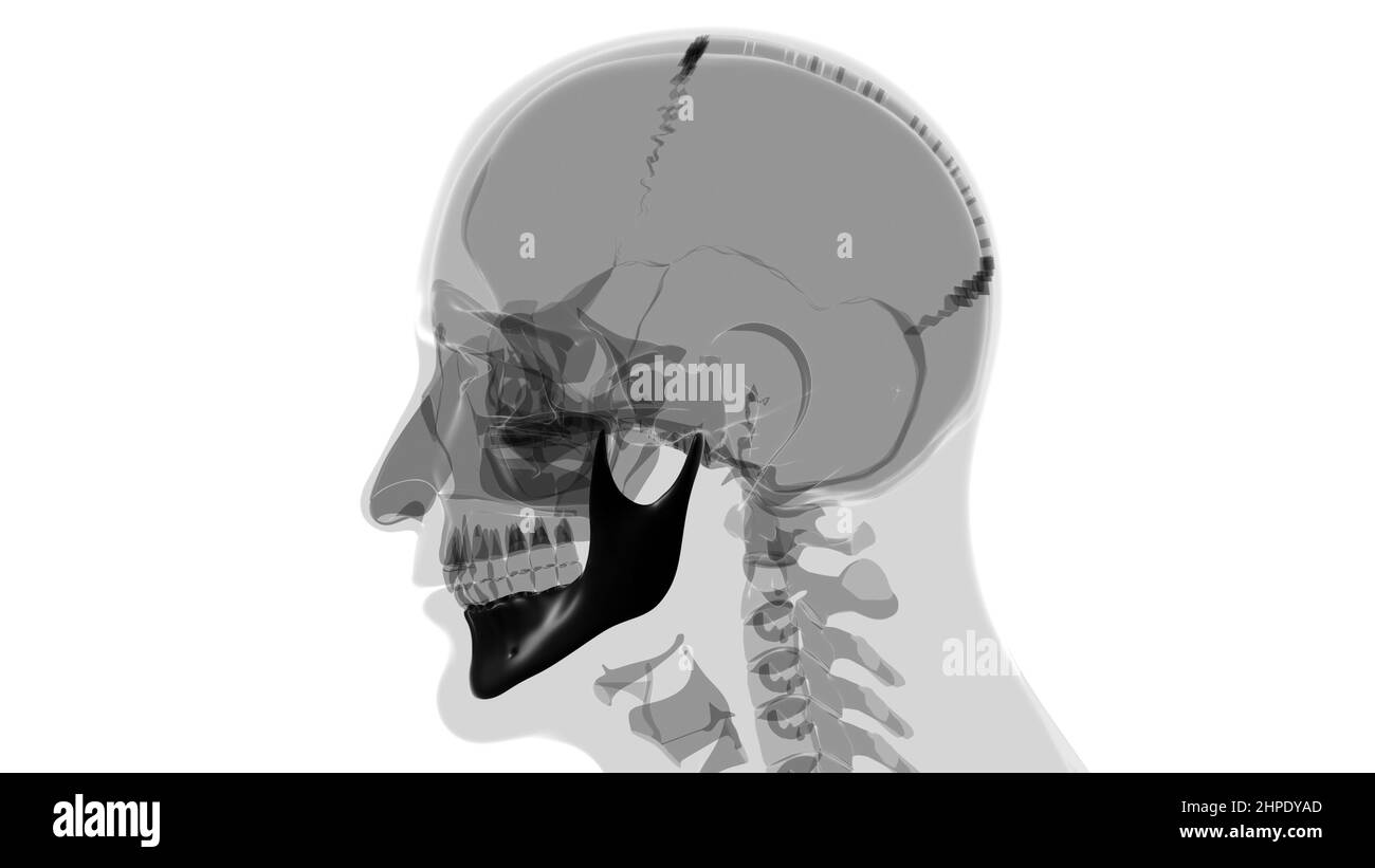 Human Skeleton Skull Mandible Bone Anatomy For Medical Concept 3D ...