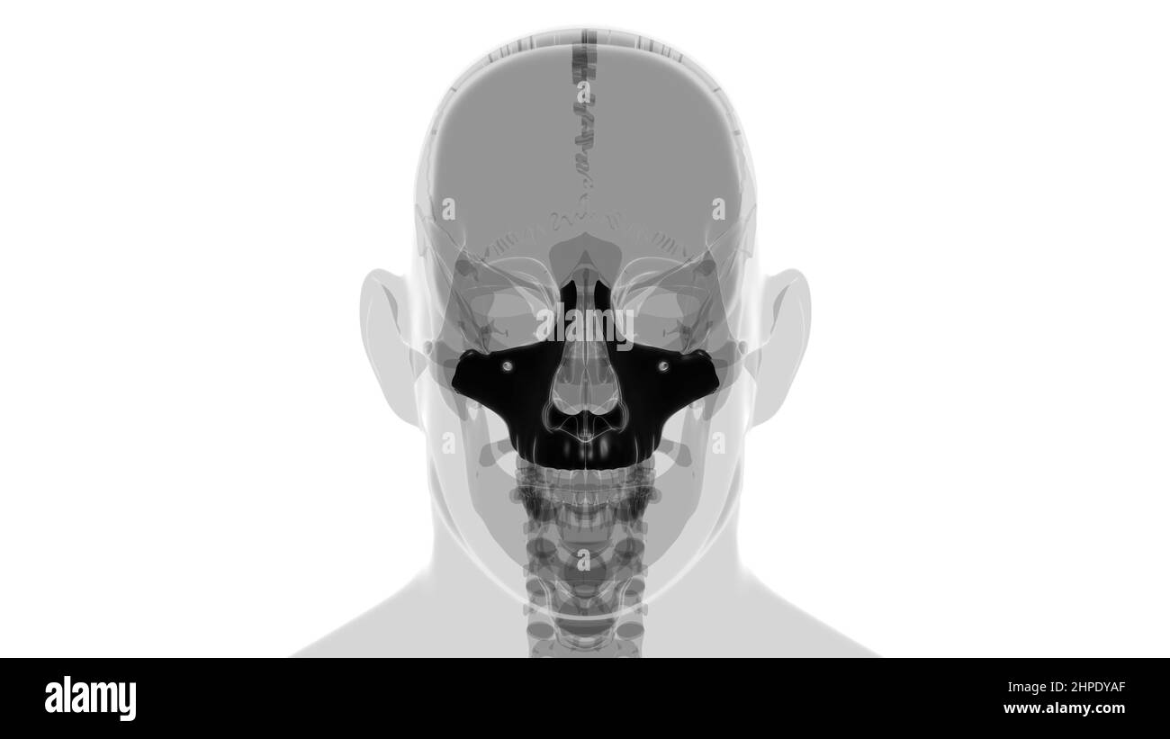 Human Skeleton Skull Maxillal Bone Anatomy For Medical Concept 3D ...