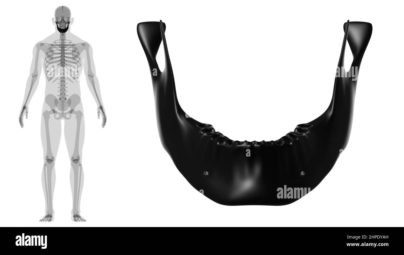 Human Skeleton Skull Mandible Bone Anatomy For Medical Concept 3D ...