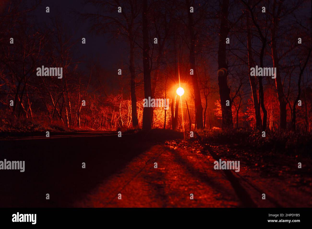 Trees with illumination in the night . Red light in the night park ...