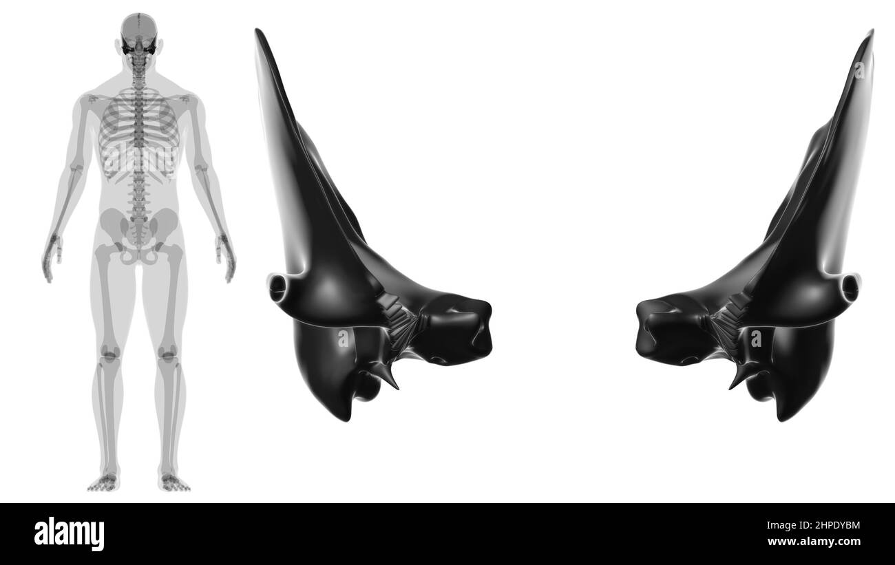 Human Skeleton Skull Temporal Bone Anatomy For Medical Concept 3D ...