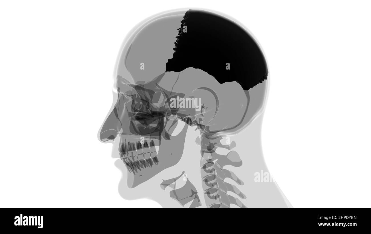 Human Skeleton Skull Parietal Bone Anatomy For Medical Concept 3D ...