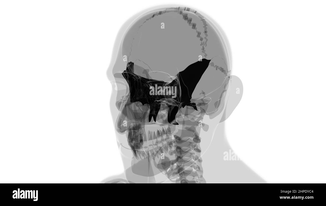 Human Skeleton Skull Sphenoid Bone Anatomy For Medical Concept 3D ...