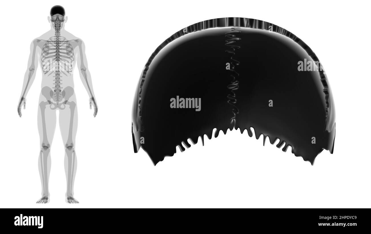 Human Skeleton Skull Parietal Bone Anatomy For Medical Concept 3D ...