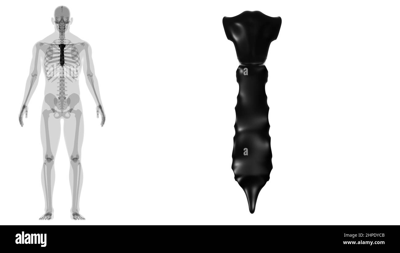 Human Skeleton Sternum Bone Anatomy For Medical Concept 3D Illustration ...