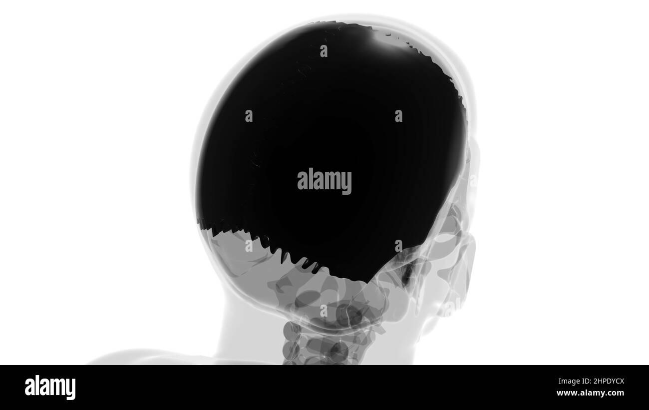 Human Skeleton Skull Parietal Bone Anatomy For Medical Concept 3D ...
