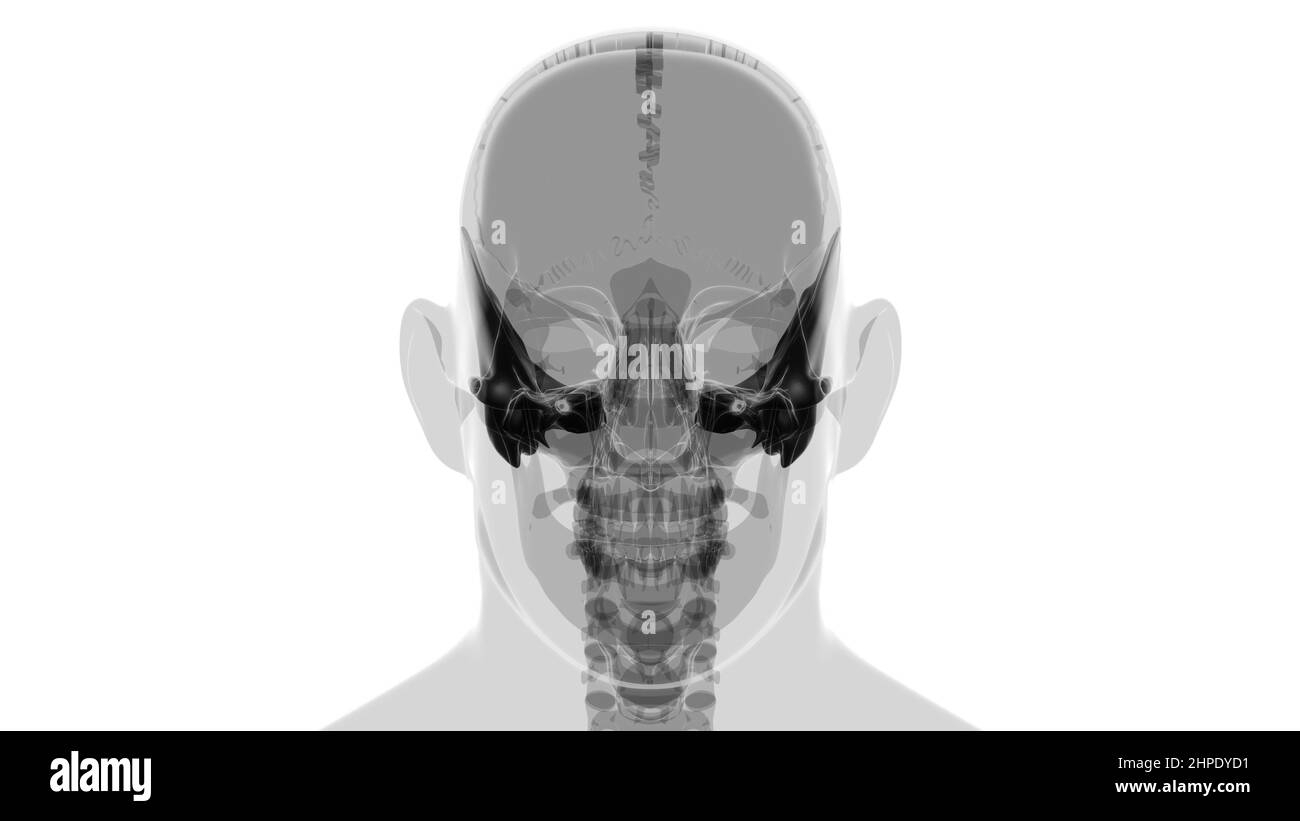 Human Skeleton Skull Temporal Bone Anatomy For Medical Concept 3D ...