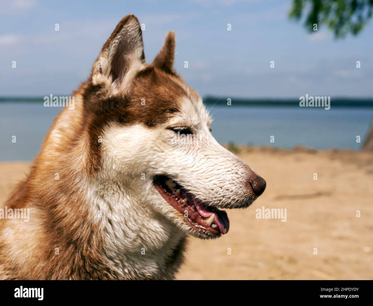 portrait of Wet husky dog near the water. A beautiful husky is swimming ...