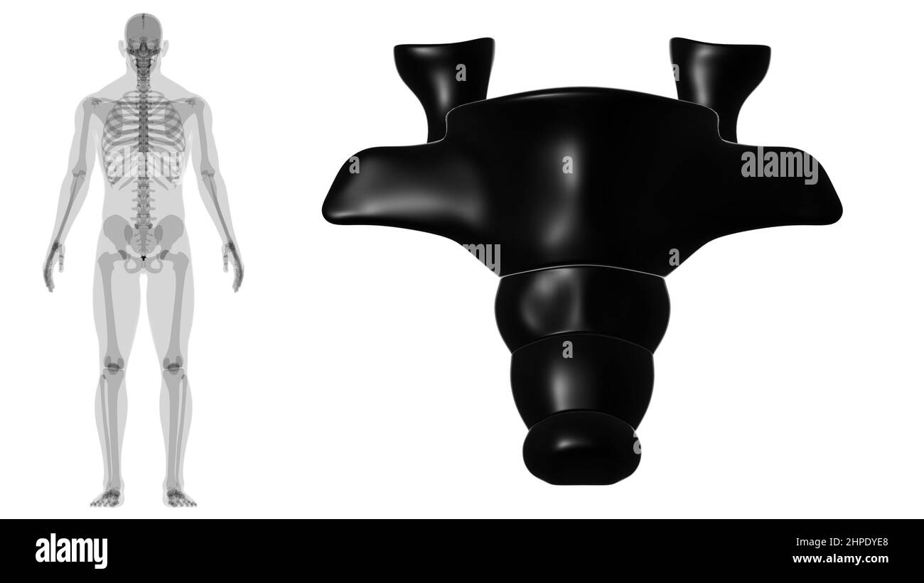 Human Skeleton Vertebral Column Coccyx or tail bone Anatomy 3D ...