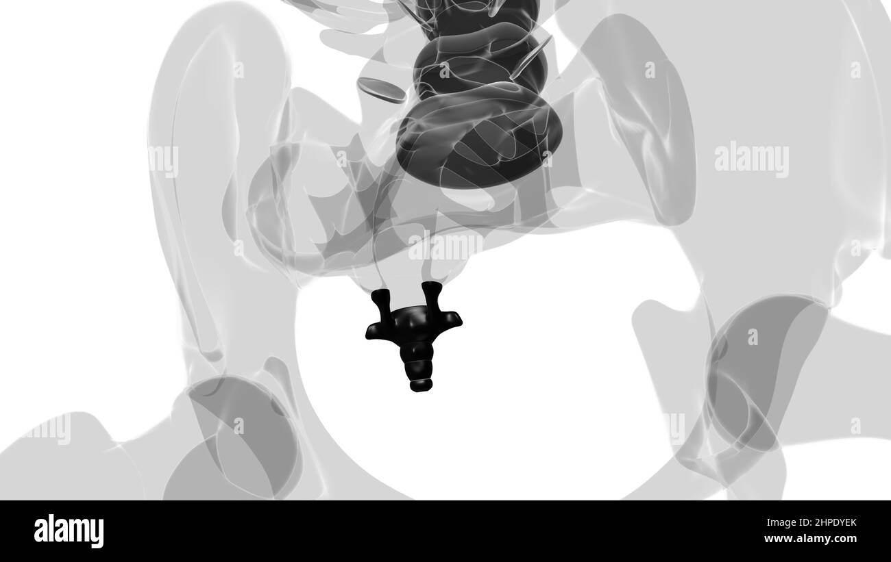 Human Skeleton Vertebral Column Coccyx or tail bone Anatomy 3D ...