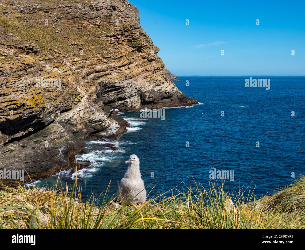 Black-browed albatross, Thalassarche melanophris, nesting on West Point ...