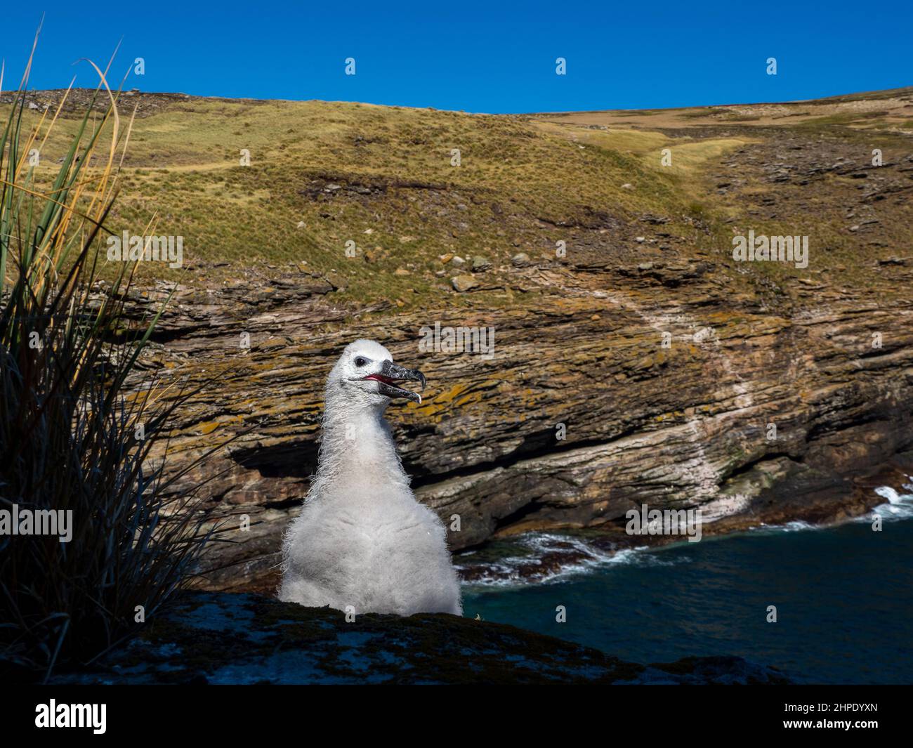 Black-browed albatross, Thalassarche melanophris, nesting on West Point ...