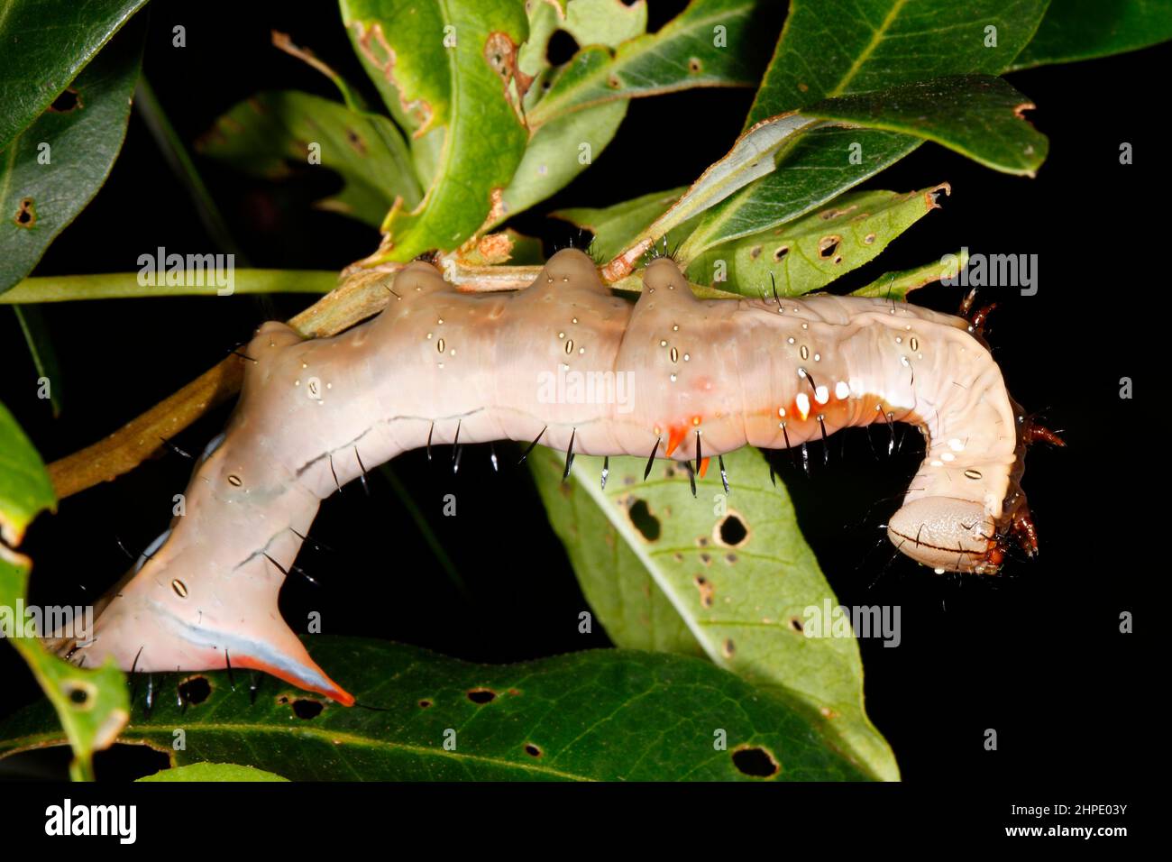 Wattle Notodontid Moth Caterpillar, Neola semiaurata. Coffs Harbour ...