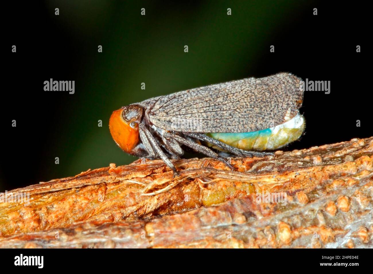 Planthopper, Hackerobrachys viridiventris. Adult. Also known as Green ...