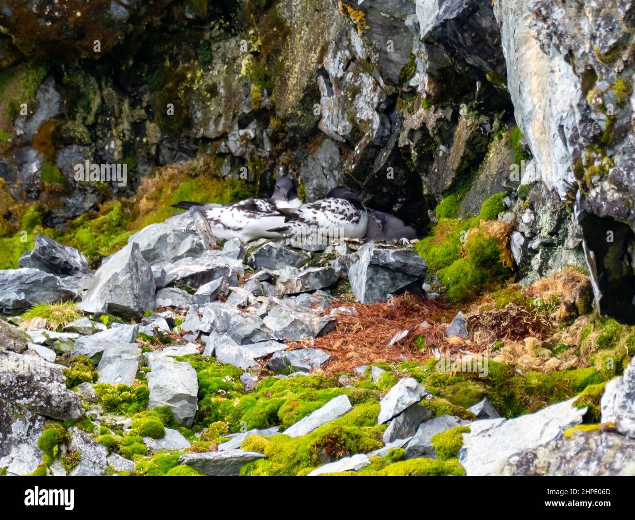 Cape Petrel, Daption capense, nesting on a cliff in Paradise Harbor ...