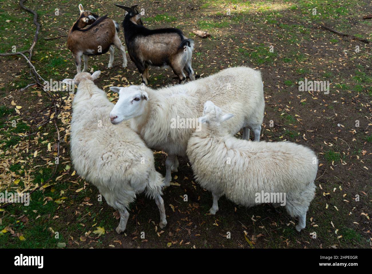 Sheep and goats in the animal farm Stock Photo - Alamy