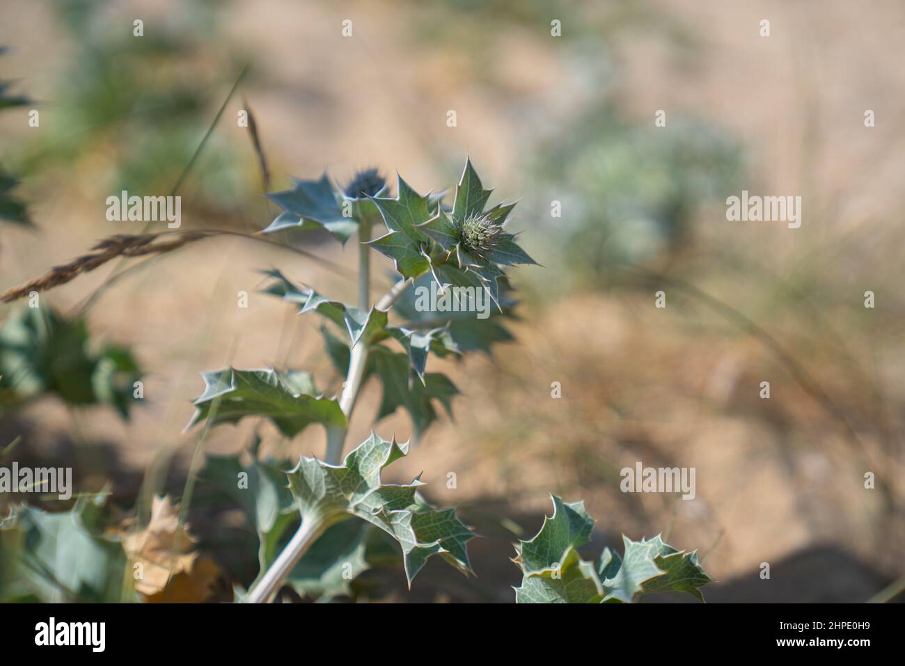Edgy flowers hi-res stock photography and images - Alamy