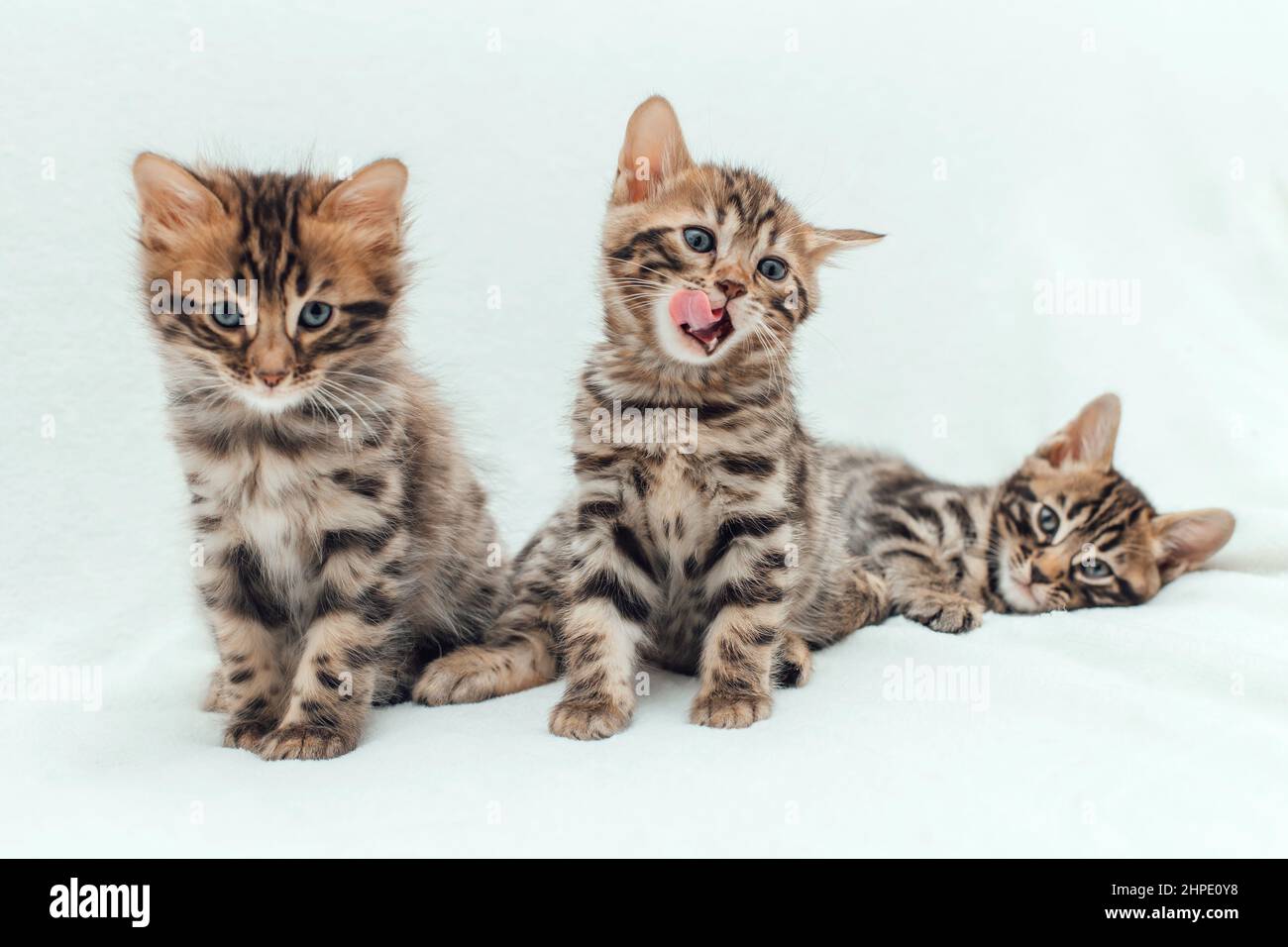Three cute one month old kittens on a furry white blanket Stock Photo ...